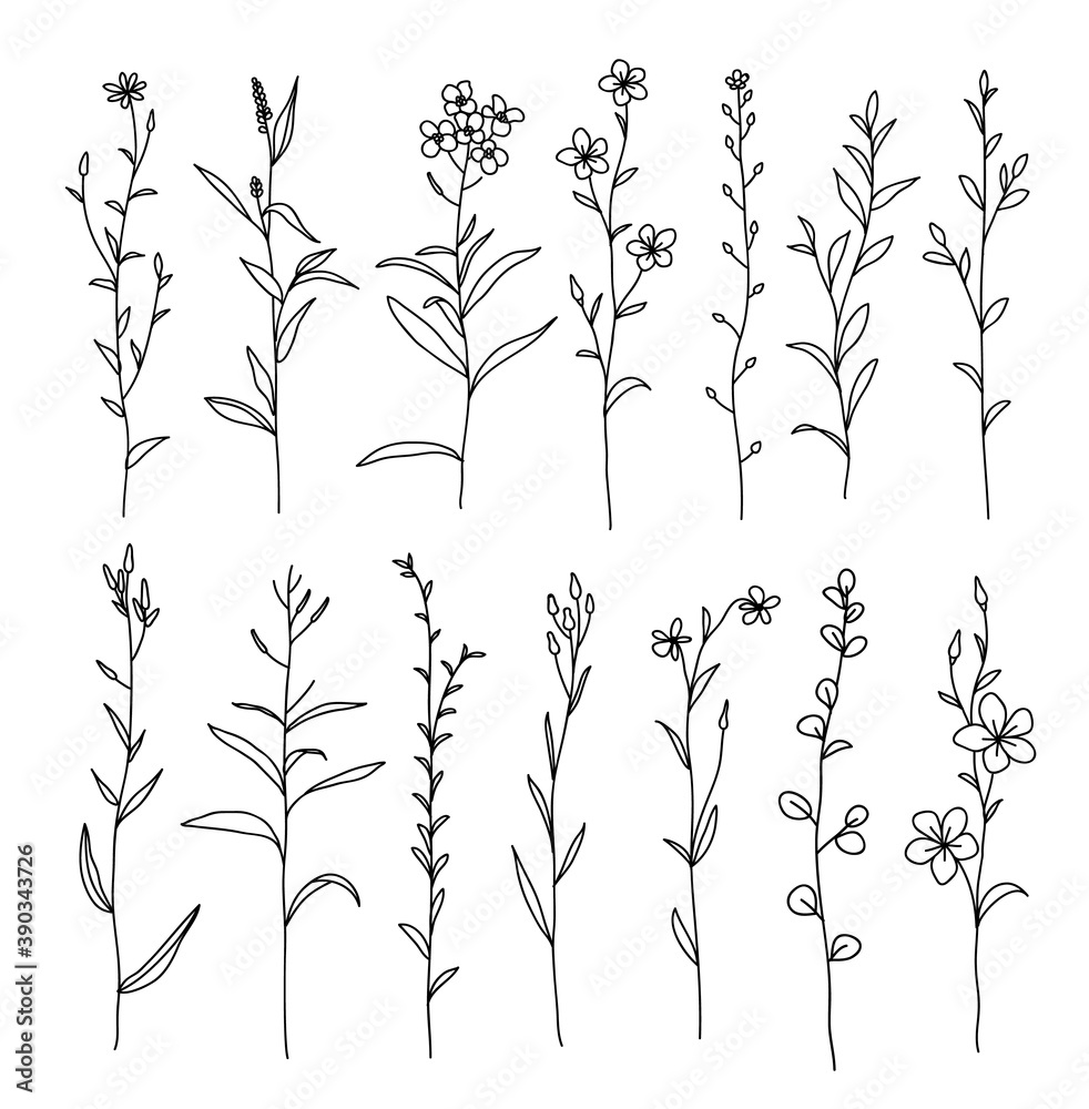 Herb Line Drawing