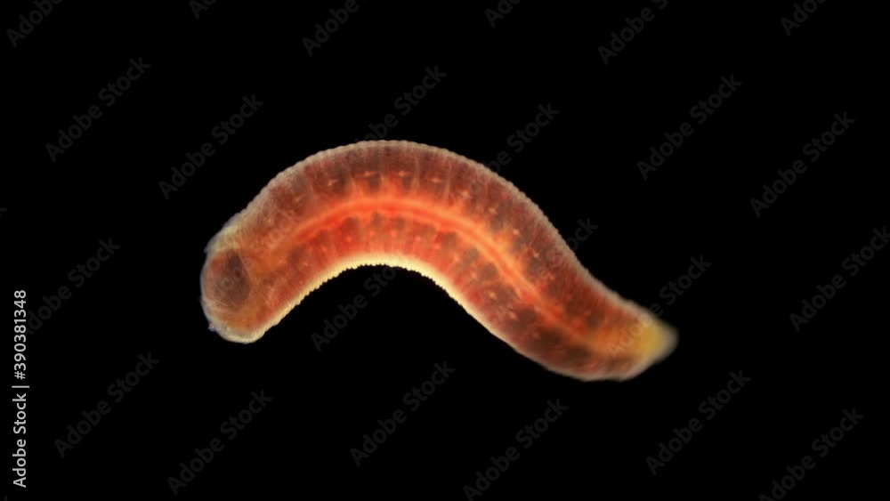 Oligochaeta worm under a microscope, type Annelida, sample found at ...