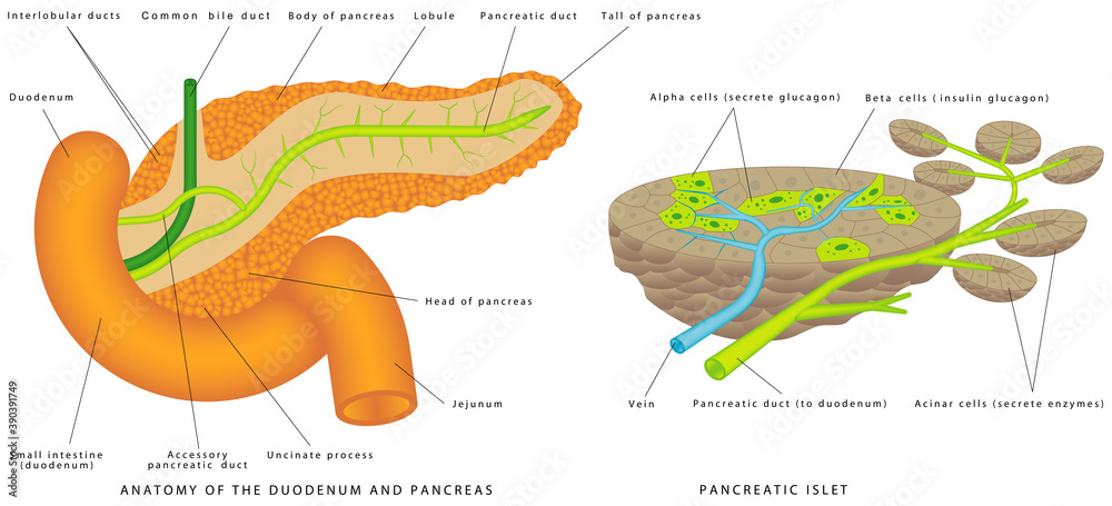 Pancreas Function And Location