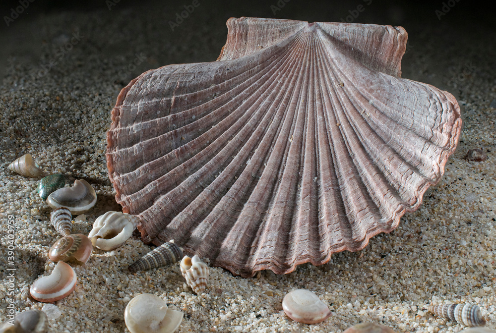 Mexican flat scallops, gisella shells,mollusk shell pecten vogdesi sea ...