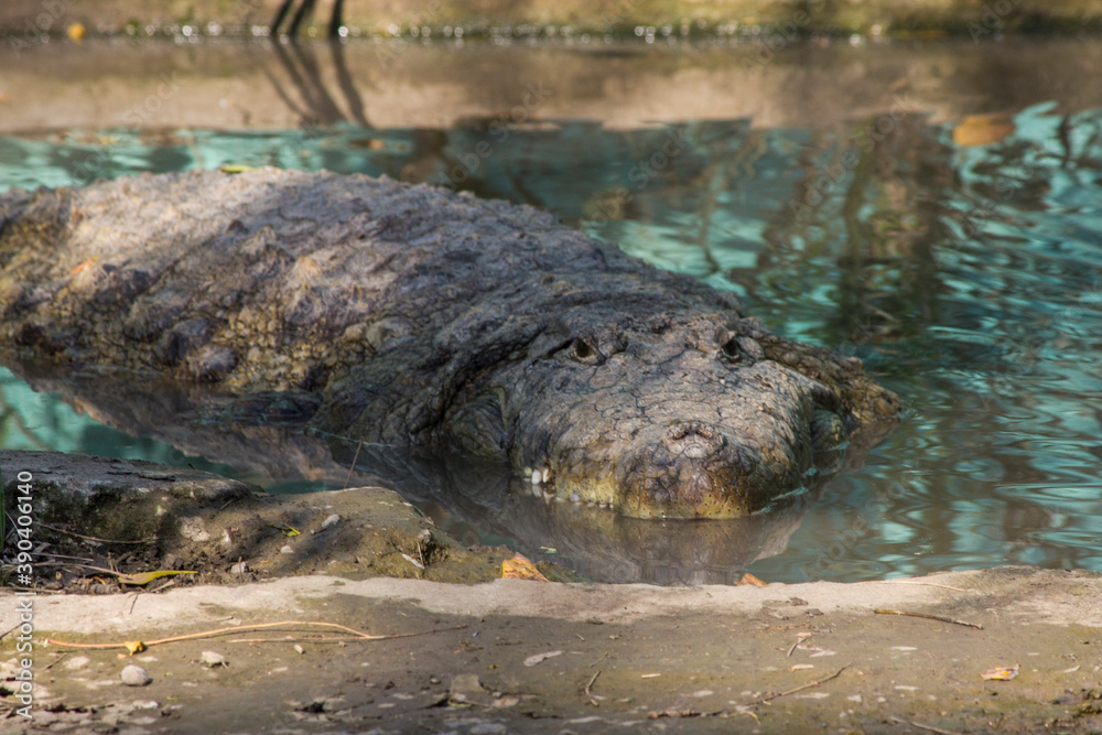 A young Indian crocodile or Mugger crocodile also known as marsh ...