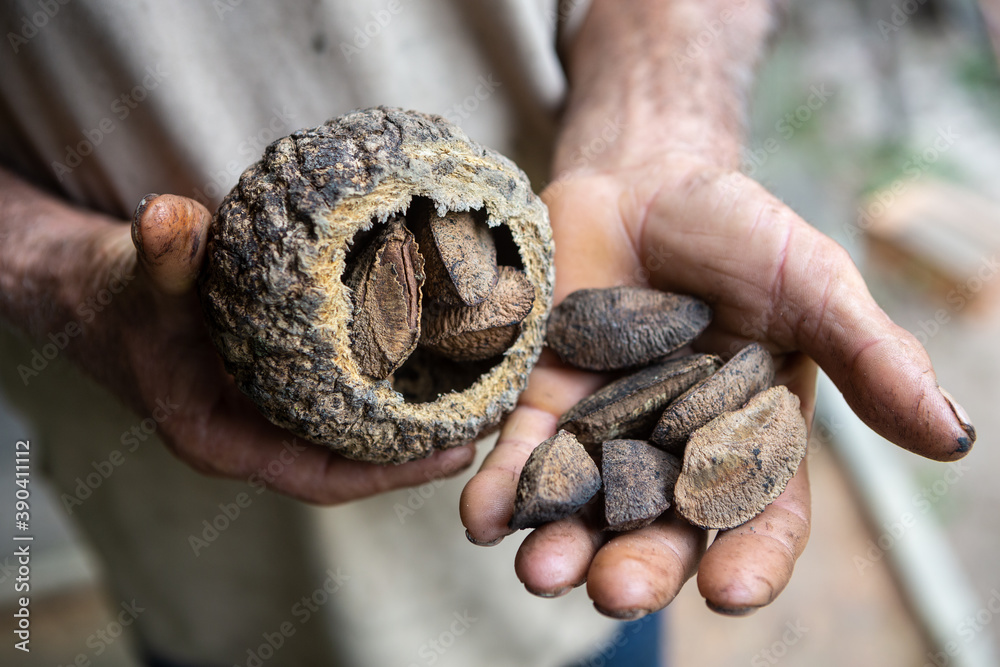 Foto de Close up of indigenous native man hand holding Brazil nuts ...
