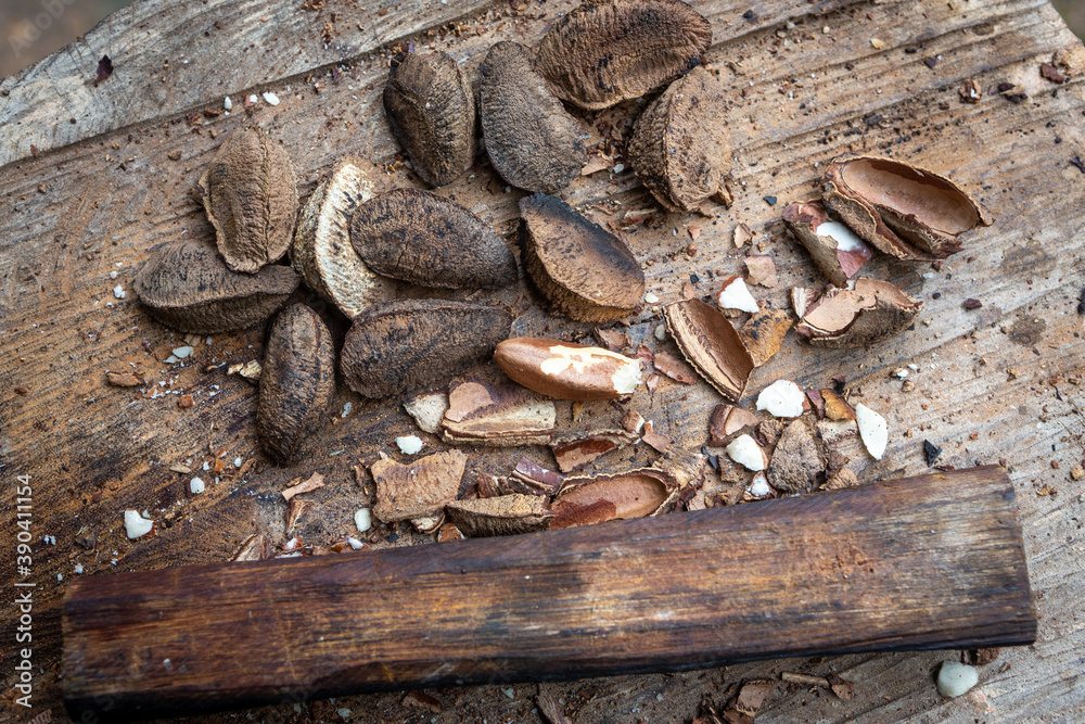 Close up of Brazil nuts in the amazon rainforest on rustic board and ...