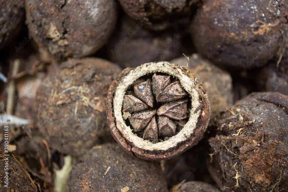 Foto de Close up of raw fresh Brazil nuts inside the coconut in the ...