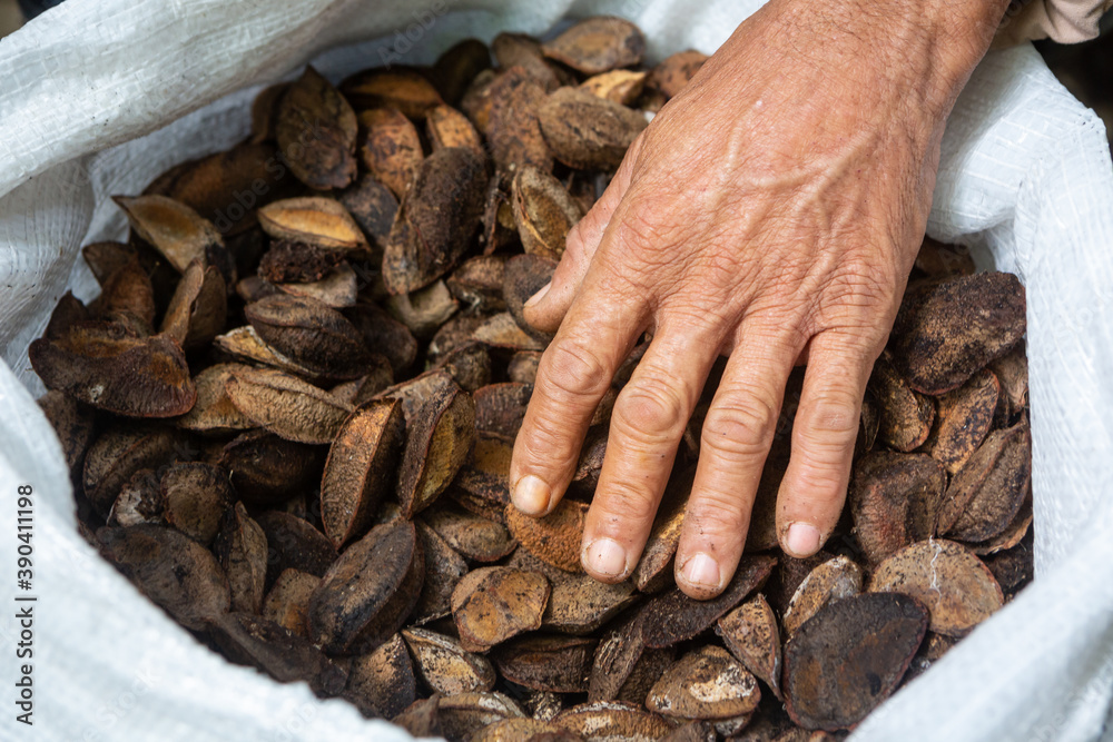 Foto de Close up of native man hand with bag of Brazil nuts in the ...