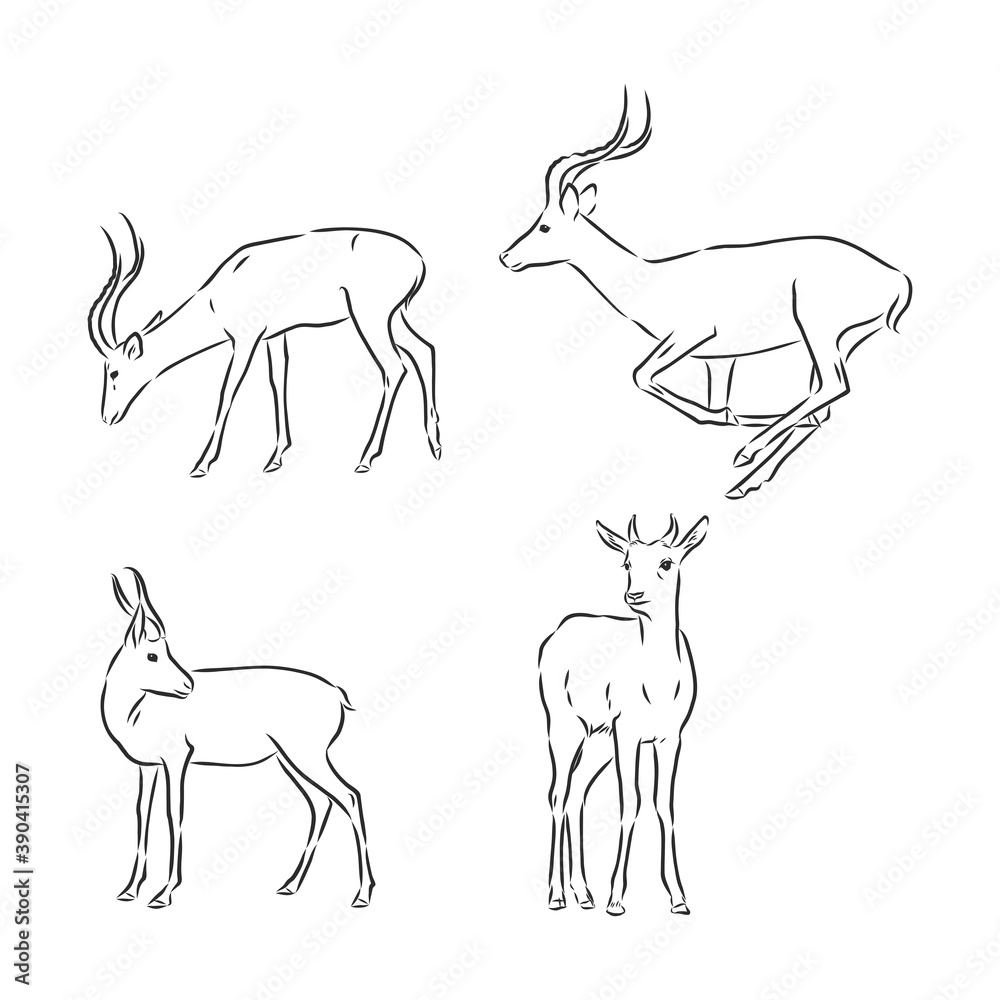 antelope sketch vector graphics black and white drawing. antelope ...