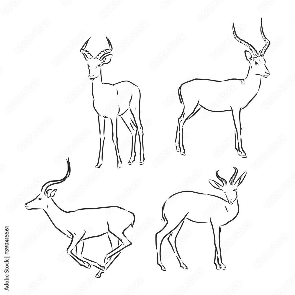 antelope sketch vector graphics black and white drawing. antelope ...