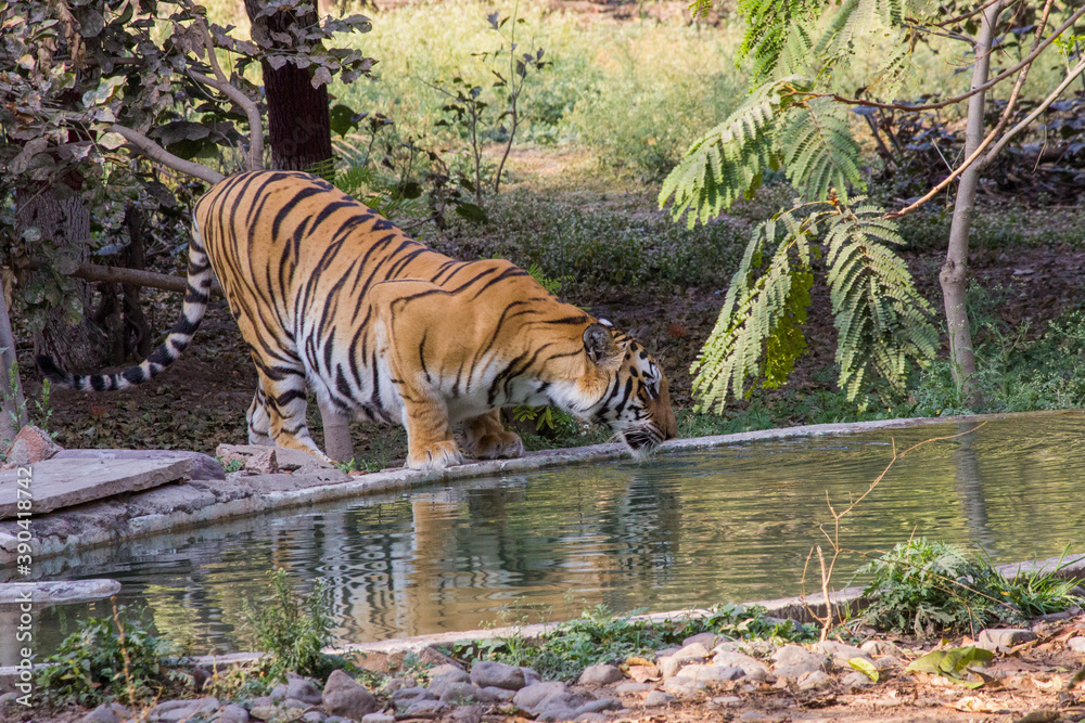 side view of A young Bengal tiger drinking water from water pond in ...