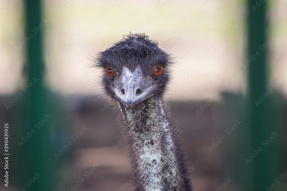 Foto de Funny close up shot of EMU Bird behind the cages in zoo park in ...