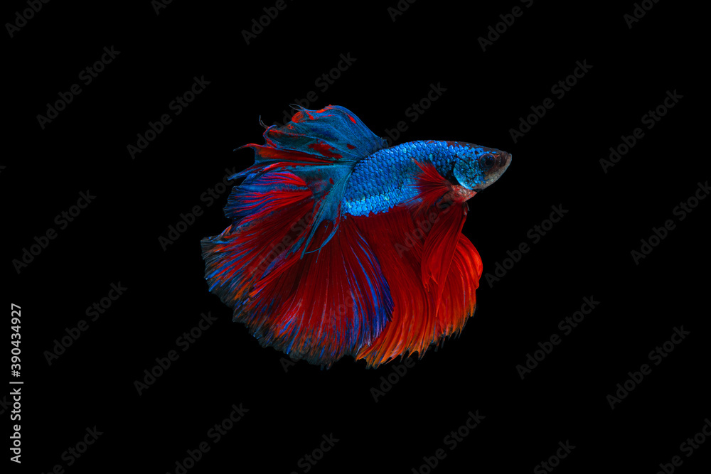 Bicolor Betta Fish (red, blue), halfmoon delta tail. Siamese fighting ...