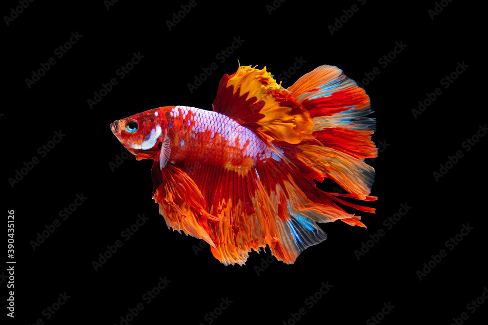 Round Tail Betta