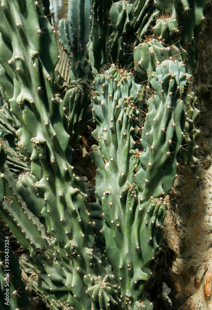 Exotic flora. Closeup view of cactus Cereus uruguayanus Monstrosa, also ...