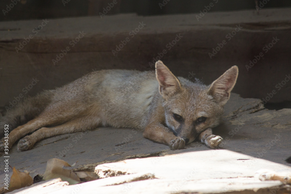 Sad Bengal fox (Vulpes bengalensis), also known as the Indian fox ...