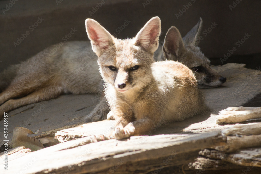 Two The Bengal fox (Vulpes bengalensis), also known as the Indian fox ...