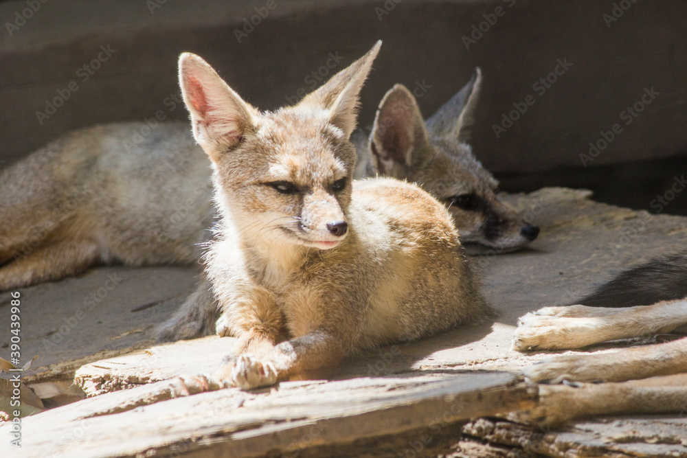 Two The Bengal fox (Vulpes bengalensis), also known as the Indian fox ...