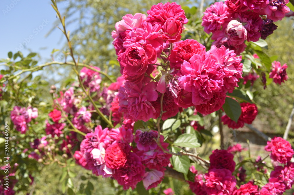 Bright shrub of pink rococo roses in the middle of spring in different ...