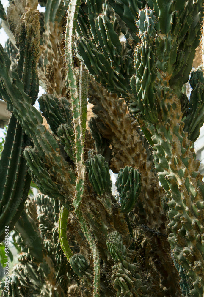 Foto de Exotic flora. Closeup view of cactus Cereus uruguayanus ...