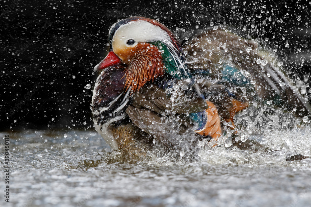 Male mandarin duck (Aix galericulata) bathing in a pond in the ...