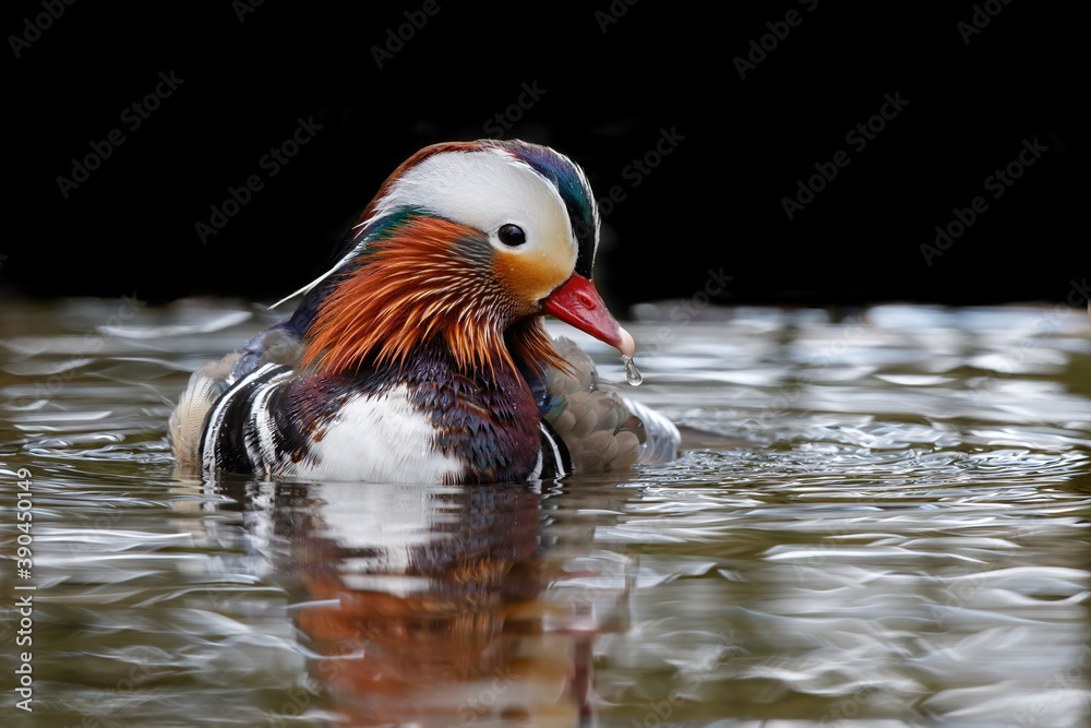 Male mandarin duck (Aix galericulata) swimming in a pond in the ...