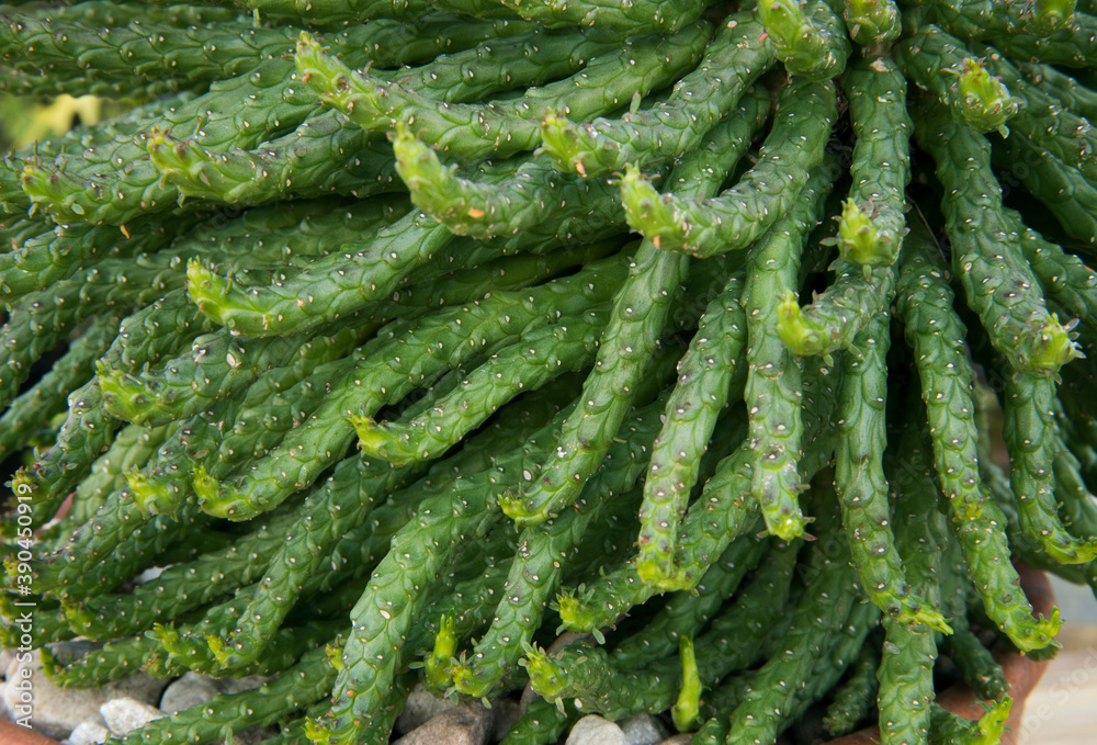 Exotic succulent plants. Closeup view of an Euphorbia caput medusae ...