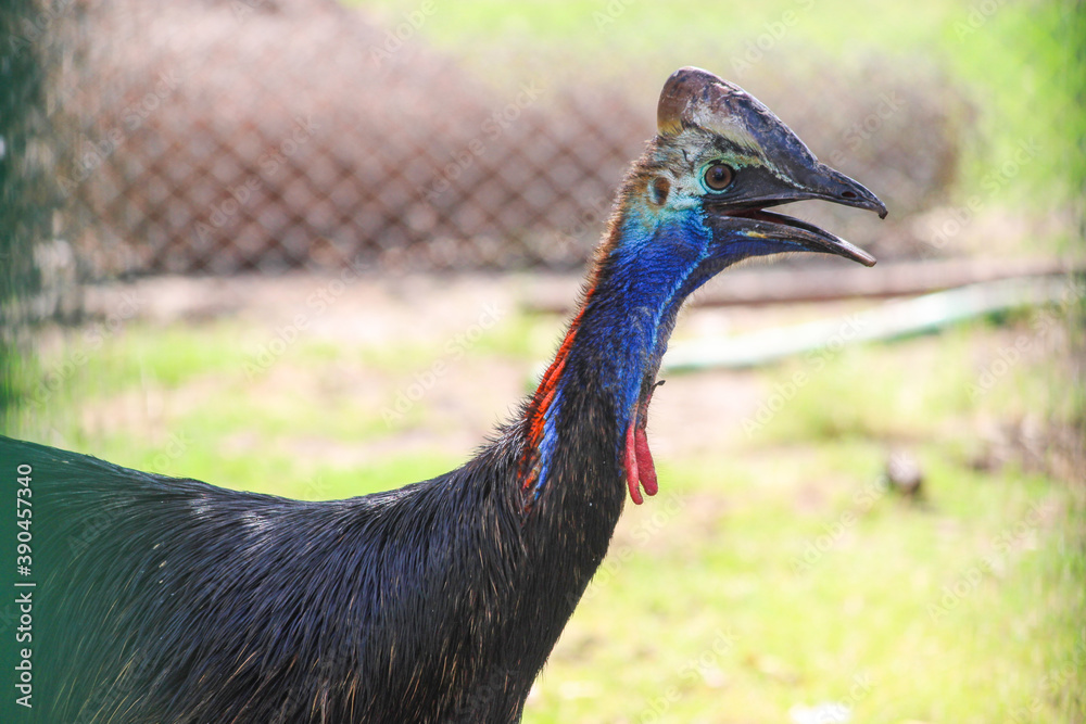 Southern cassowary,double-wattled cassowary, also known as Casuarius ...