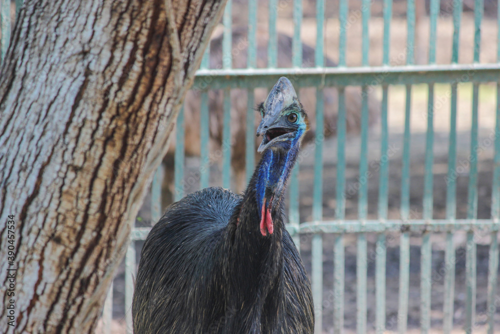 A young Southern cassowary,double-wattled cassowary, also known as ...