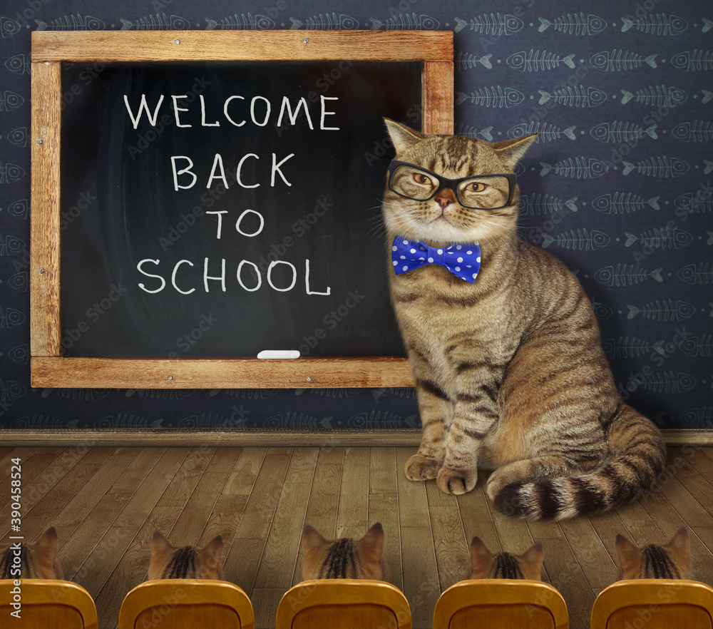 Back To School Cat