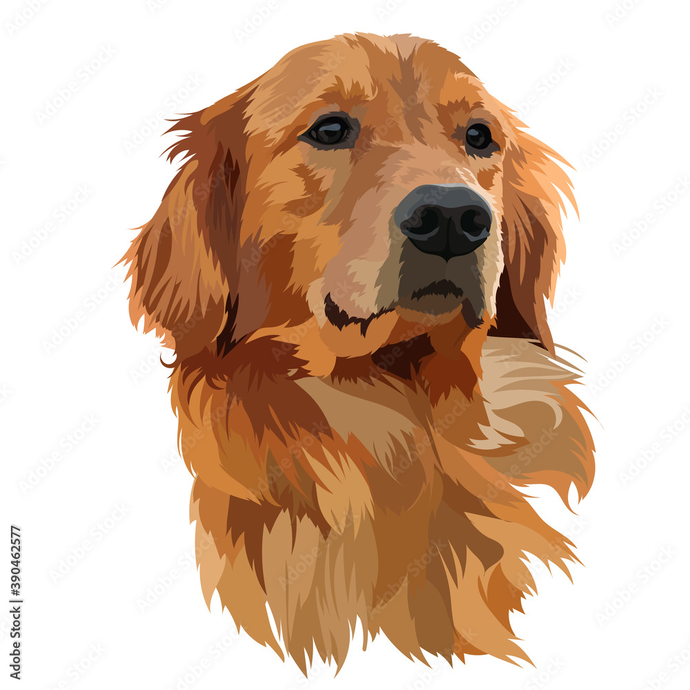 Golden Labrador Retriever Head vector Illustration Stock Vector | Adobe ...