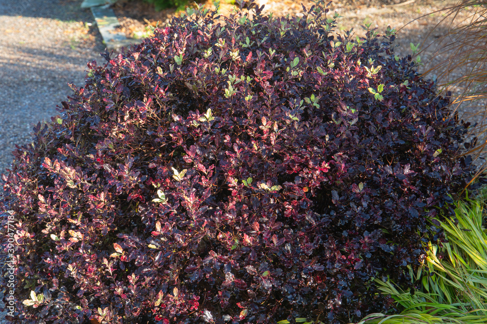 Pittosporum tenuifolium, tom thumb with its deep purple foliage Stock ...