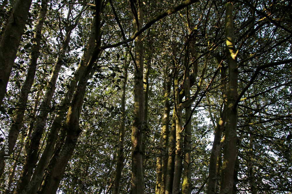 European holly, Ilex aquifolium. Holly, tree of the year 2021 in ...