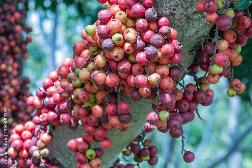 Foto de The fruit of Ficus Racemos.The common name Fig fruit,cluster ...