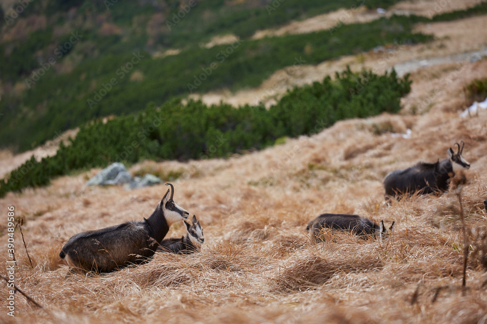 Herd of chamois with offsprings. The chamois (Rupicapra rupicapra) is a ...