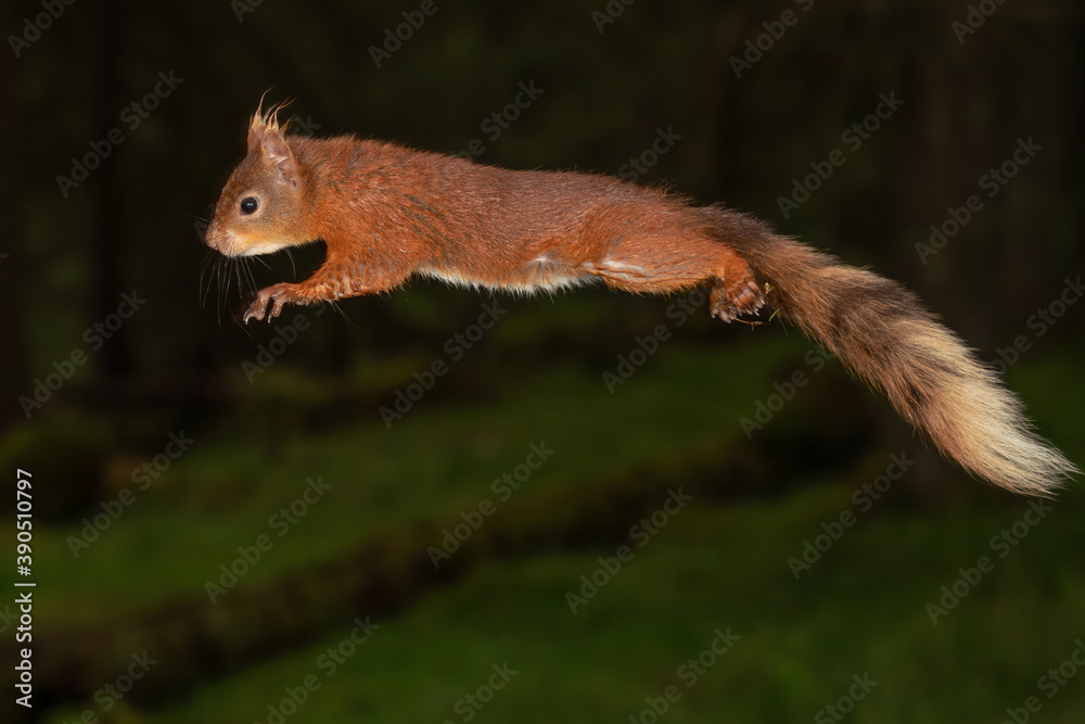 Red Squirrel jumping (Sciurus vulgaris) wild animals photographed ...