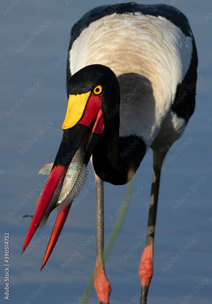 Vertical portrait of an adult saddle billed stork with fish in Kruger ...