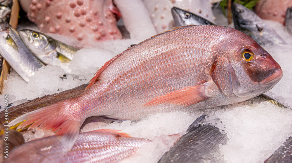 A big pink dentex in a fish market. Common dentex (Dentex dentex) Stock ...