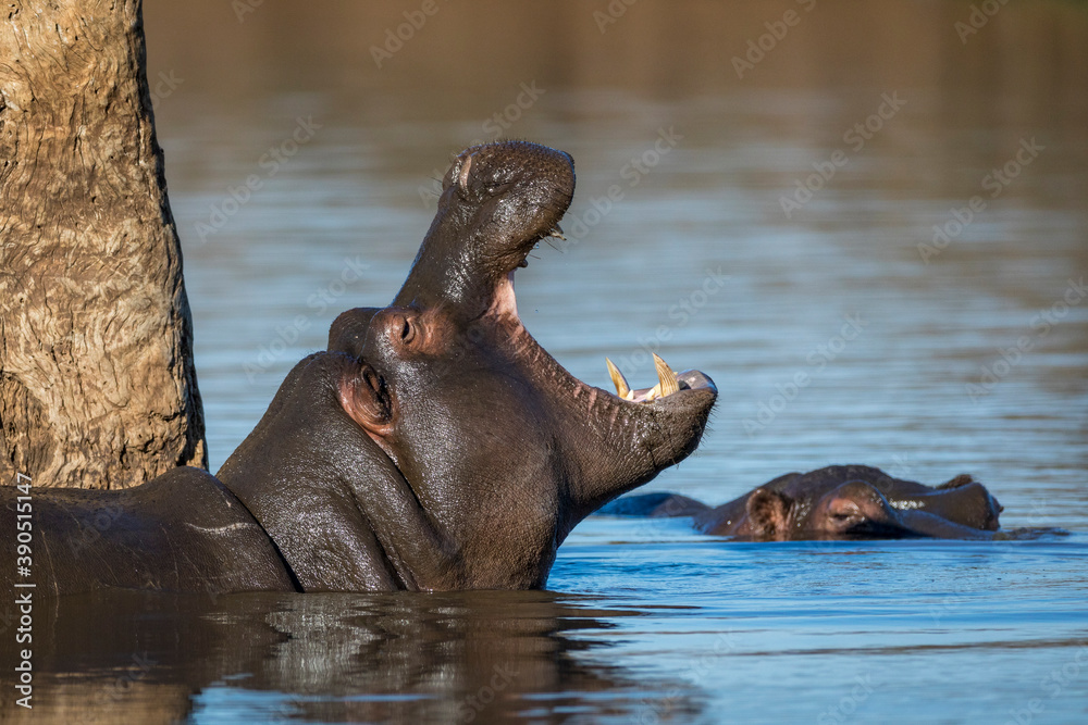Young hippo standing in water yawning in Kruger Park in South Africa ...