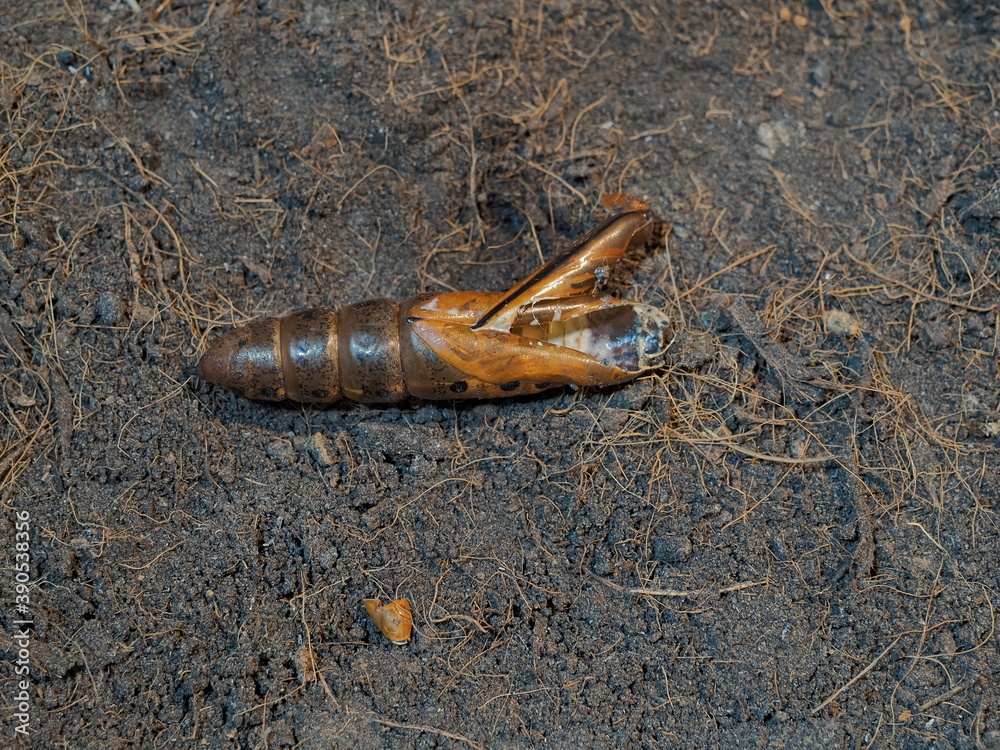 Top view a pupa of Oleander Hawk-Moth (Daphnis nerii) on the soil ...
