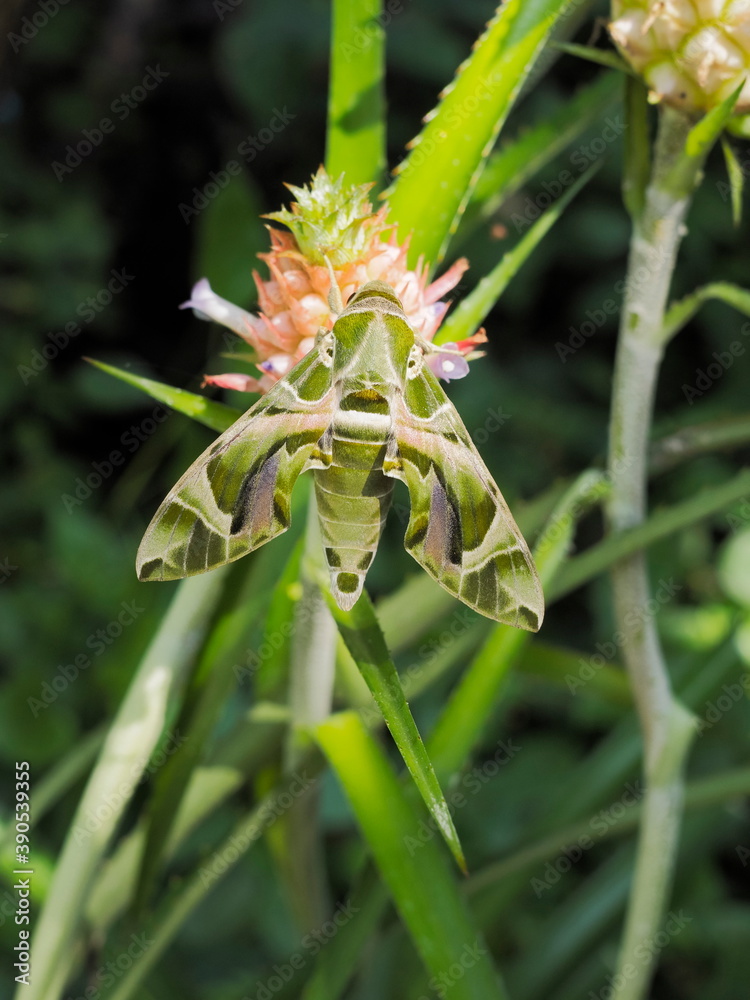 view of a Oleander Hawk-Moth (Daphnis nerii) perching on leaf with ...