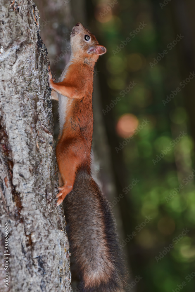 Red squirrel with a bushy tail in a coniferous forest looking for nuts ...