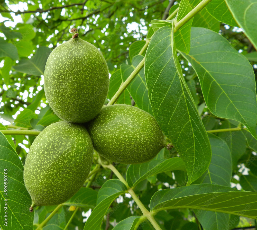 Walnuts Growing