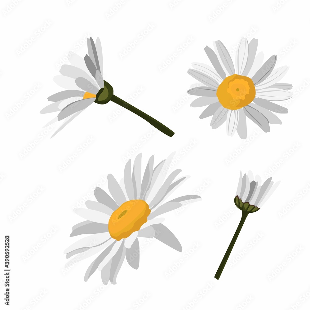 Beautiful set of daisy flowers, side view and top view isolated on ...