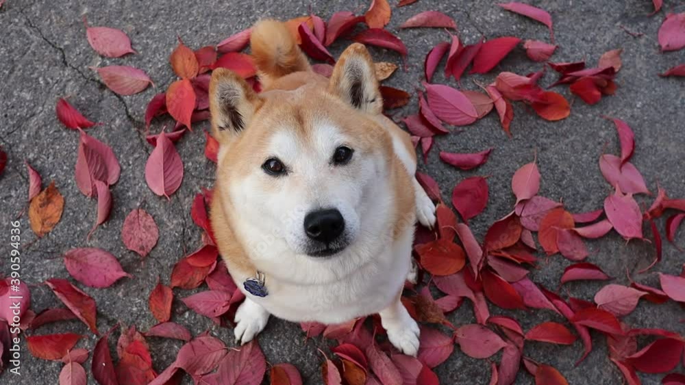 Top-Down Shiba with Cute Look Sits on Fallen Purple Autumn Leaves ...
