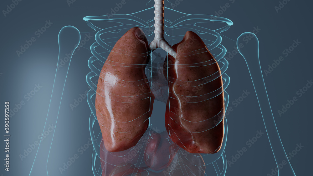 Internal organs anatomy on blue background, medically medicine biology ...