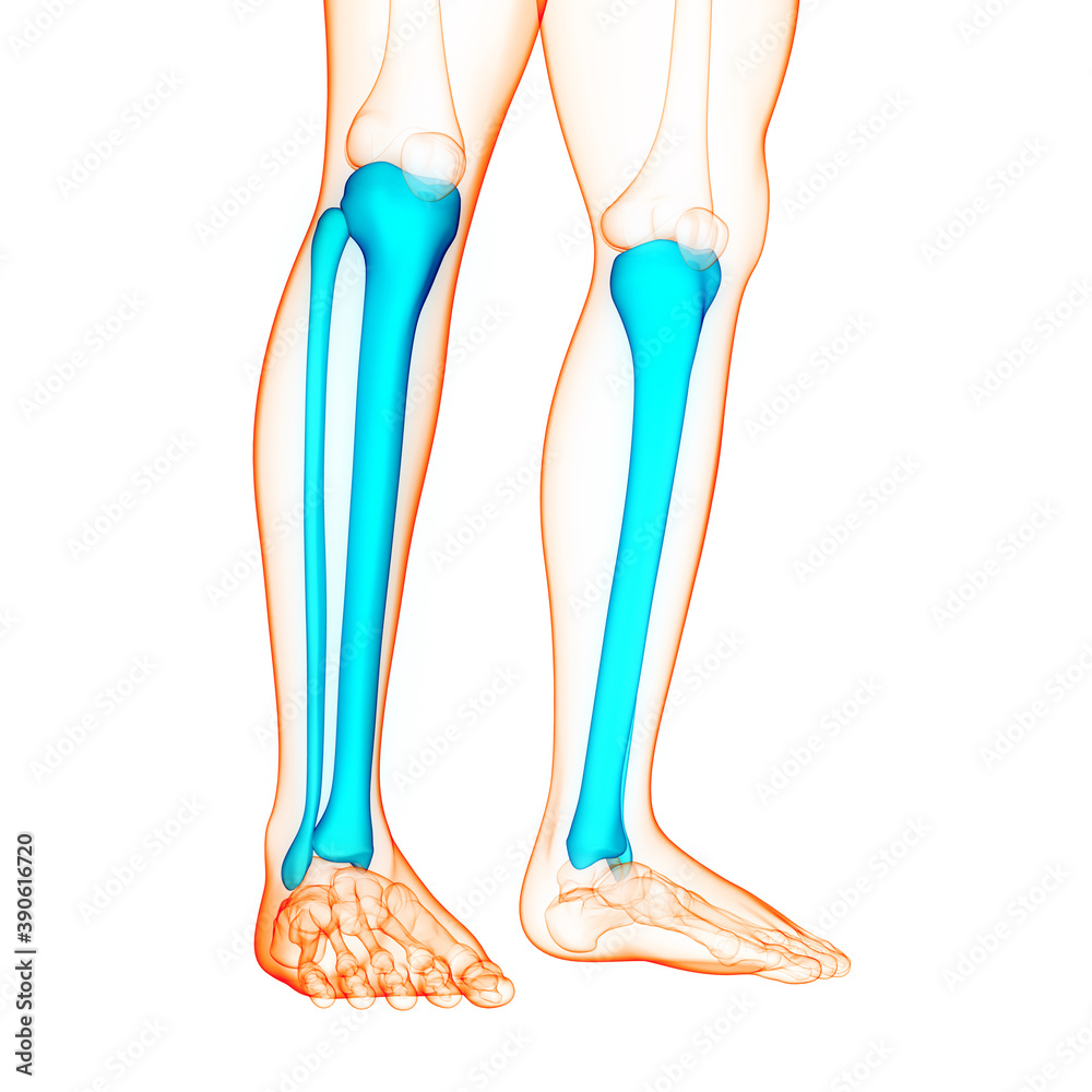 Human Skeleton System Tibia and Fibula Bone Joints Anatomy Stock ...