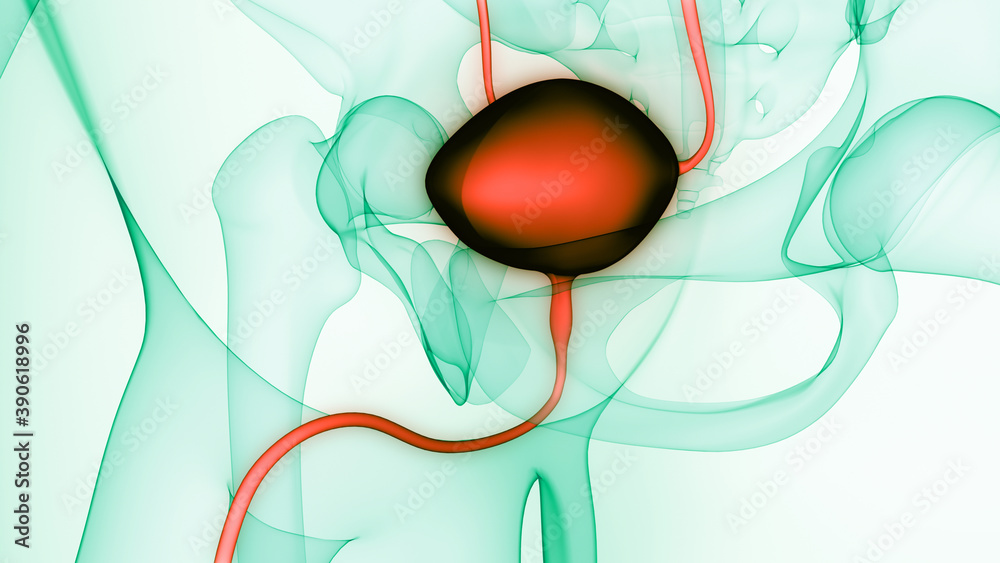 Human Urinary System Bladder Anatomy Stock Illustration | Adobe Stock