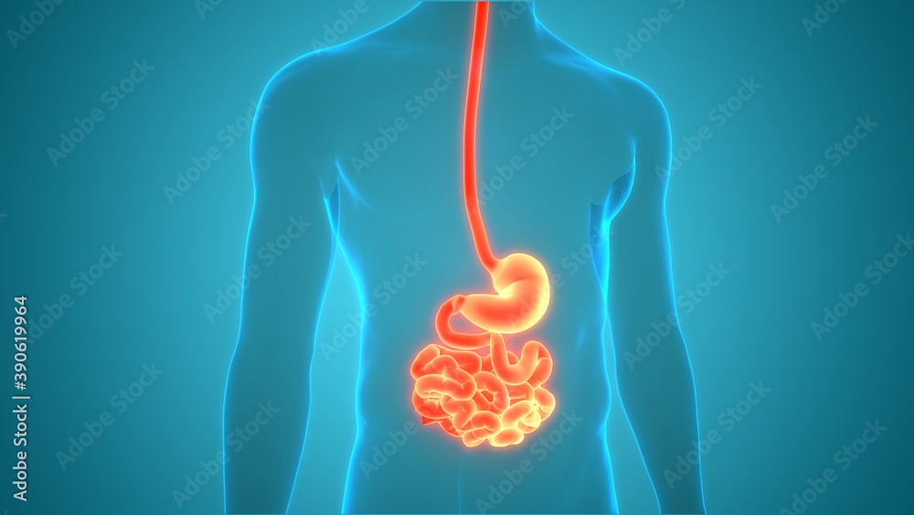 Human Digestive System Stomach with Small Intestine Anatomy Stock ...