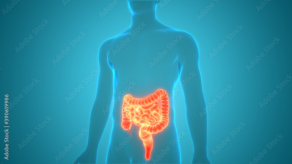 Human Digestive System Large and Small Intestine Anatomy Stock ...