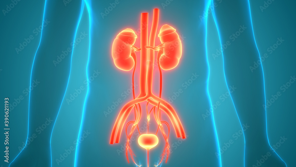 Human Urinary System Kidneys with Bladder Anatomy Stock Illustration ...