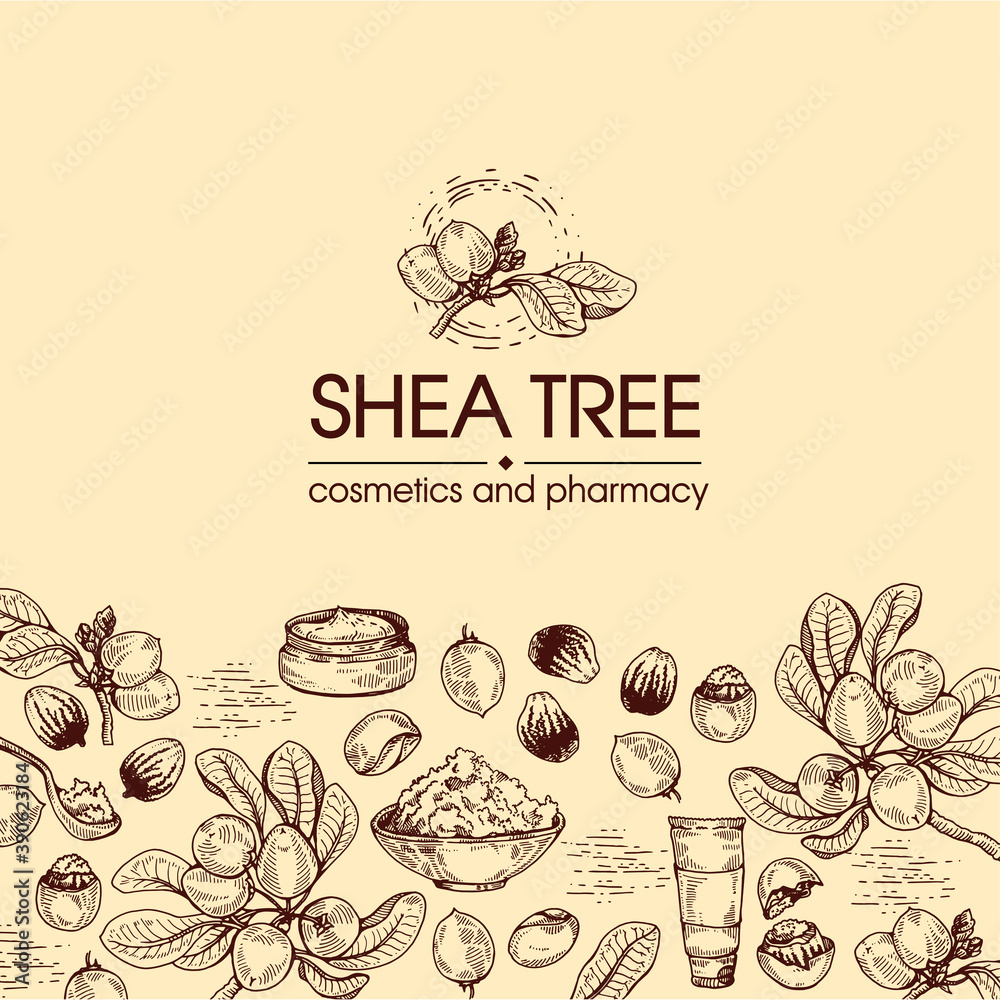 Background with branch Shea tree with fruits, nuts, leaves and Shea ...