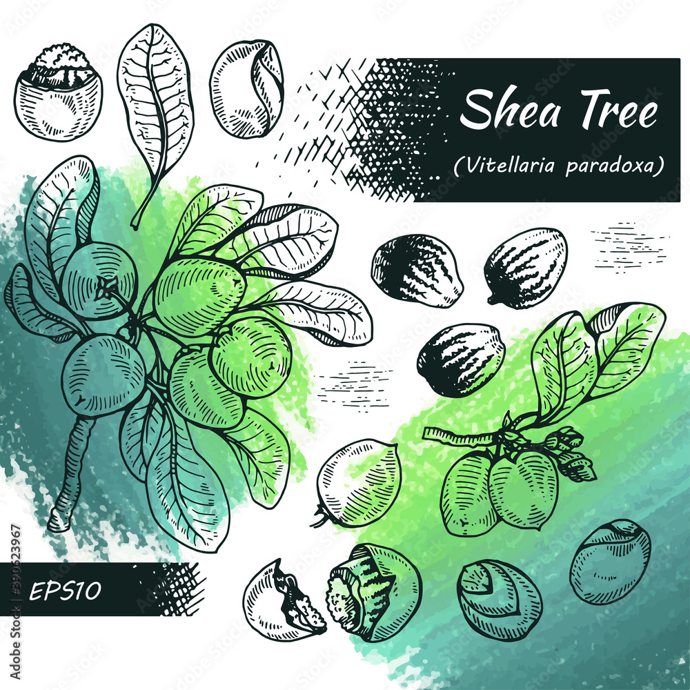 Collection of branch Shea tree with fruits, nuts, leaves and Shea ...